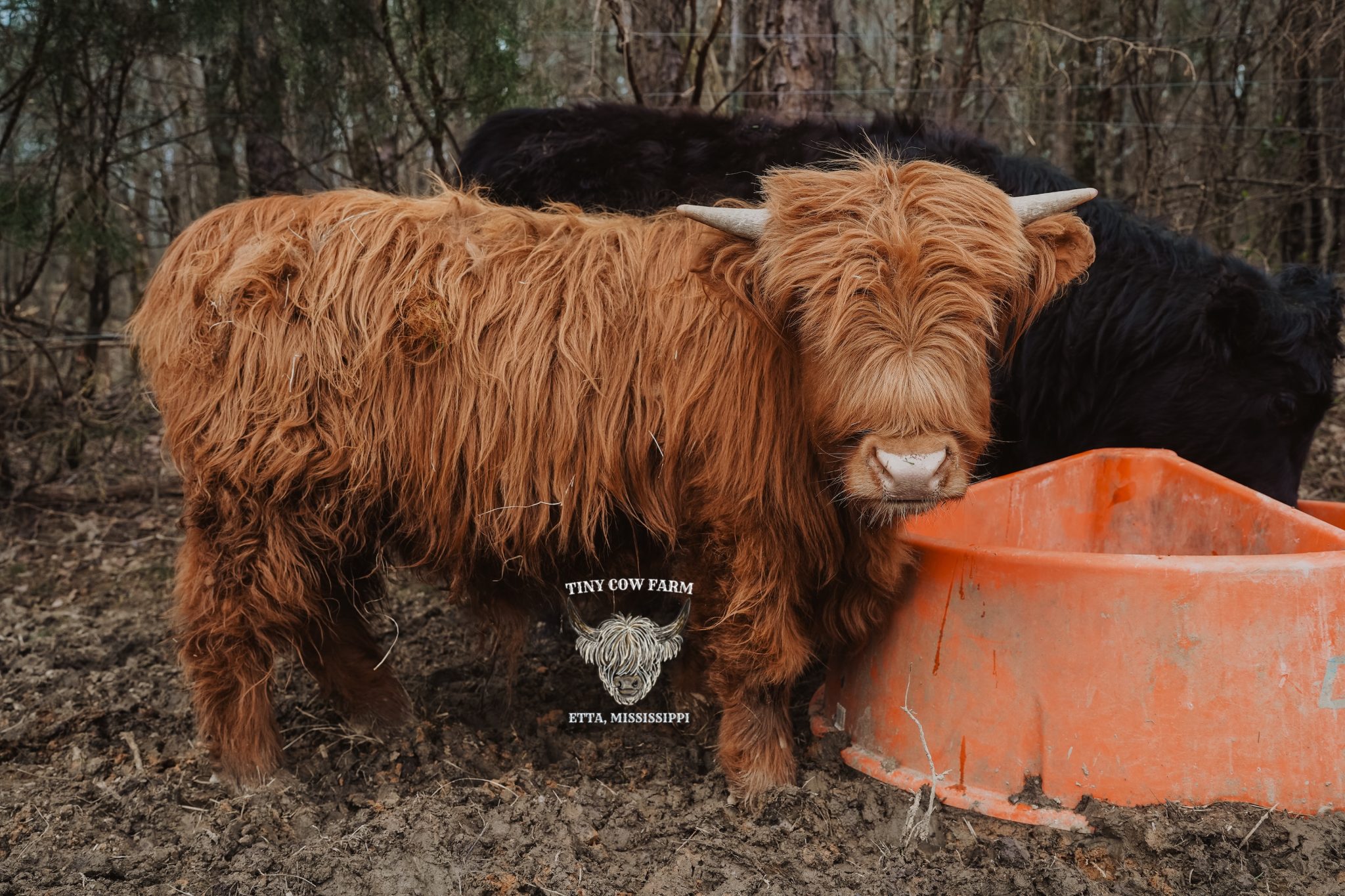 Meet The Bulls – Tiny Cow Farm