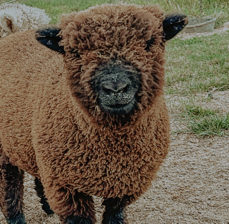 Babydoll Sheep For Sale – Tiny Cow Farm