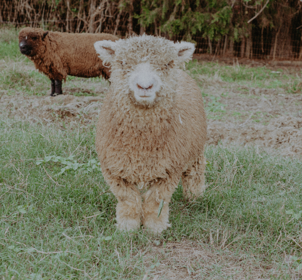 Babydoll Sheep For Sale – Tiny Cow Farm